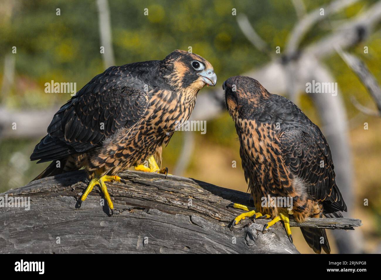 Two peregrine falcons perched atop a log, standing tall and proud with ...