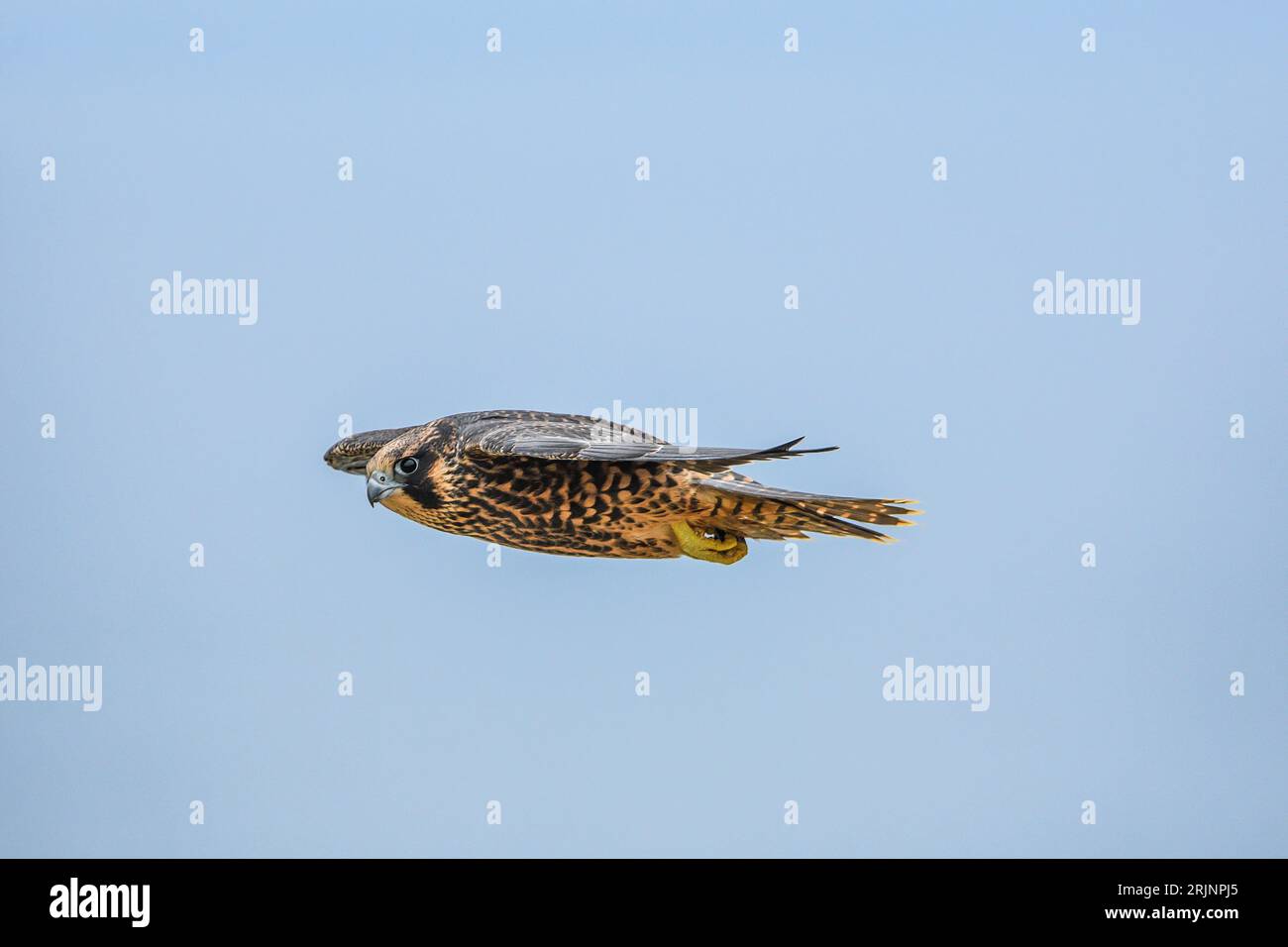 Beak peregrine falcon open wings hi-res stock photography and images ...
