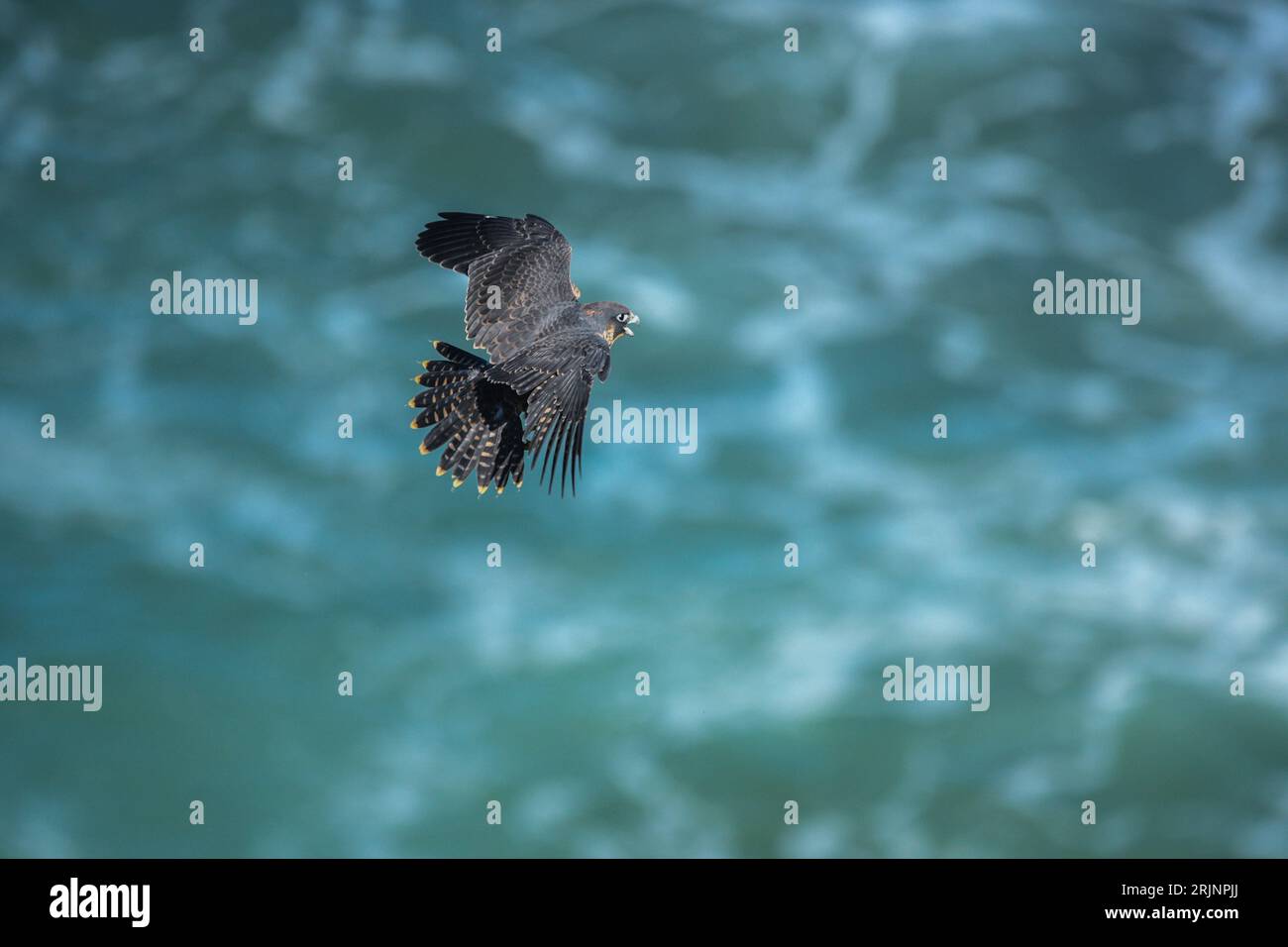 Shaheen falcon hi-res stock photography and images - Alamy