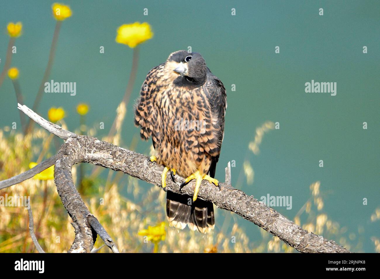 Falcon flying new zealand hi-res stock photography and images - Alamy