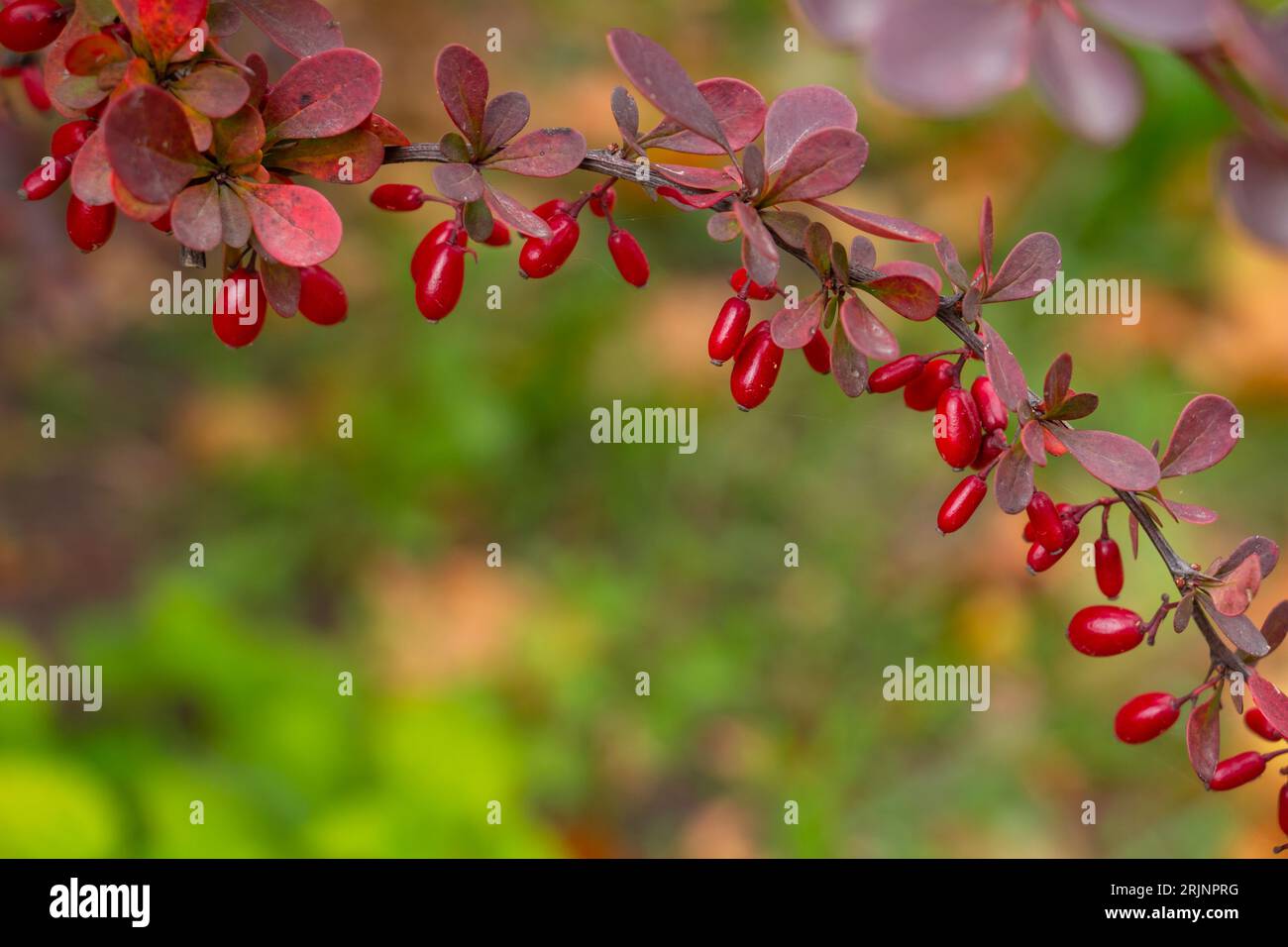 Red-leaved barberry in the autumn park, autumn colors, colored ...