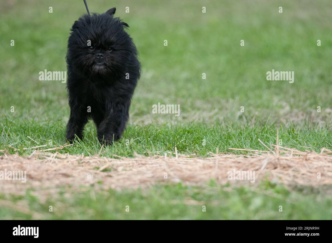 Tiny Affenpinscher dog walking in the dog show ring Stock Photo - Alamy