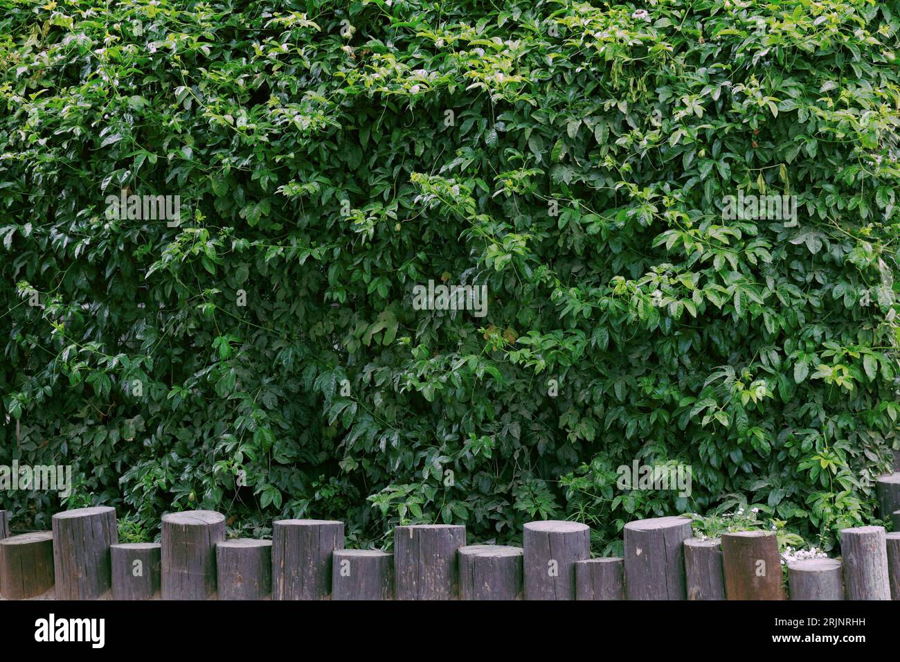 A lush outdoor yard with a tree growing on the wall with intertwining ...