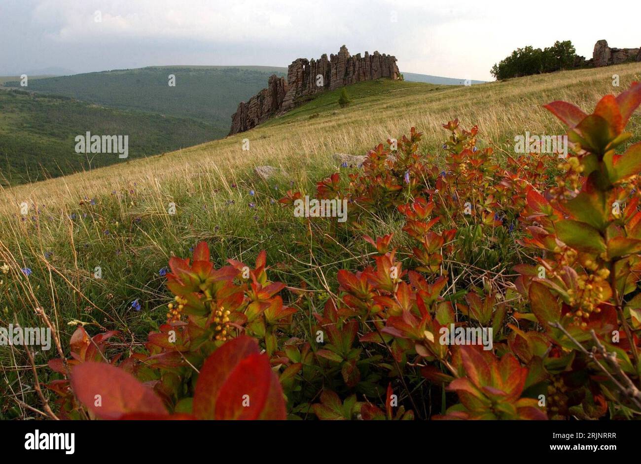 Steinwald geopark hi-res stock photography and images - Alamy