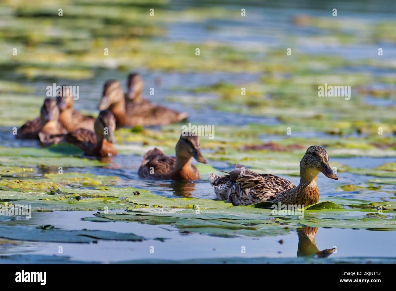 A flock of ducks floating in a tranquil lake Stock Photo - Alamy