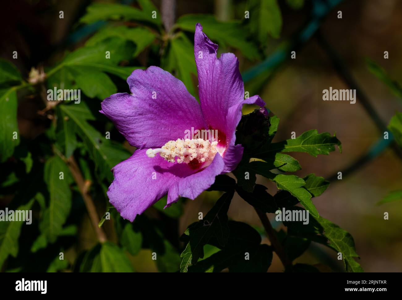Chinese hibiscus flowers Stock Photo - Alamy