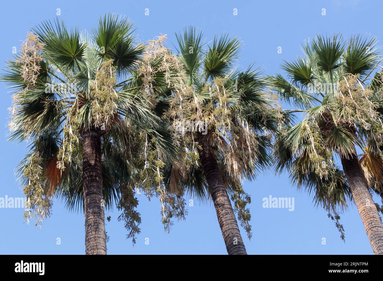 Green crowns palm trees hi-res stock photography and images - Alamy