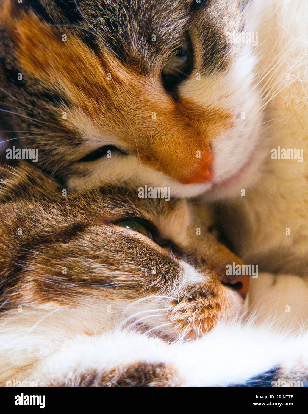 Embracement hi-res stock photography and images - Alamy