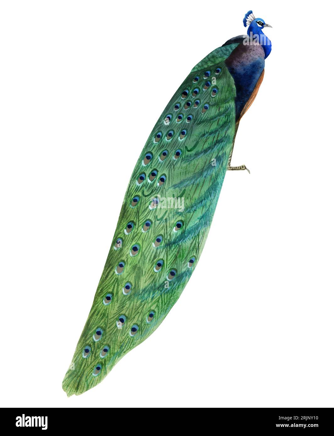 Peacock Bird Clip Art Peacock Clipart Photos, Images & Pictures
