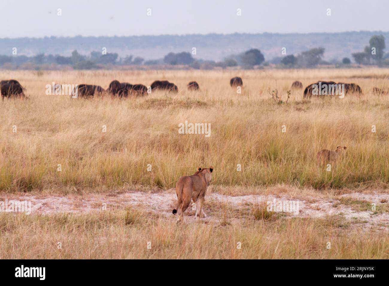 An adult male lions stand in a grassy landscape, gazing into the ...