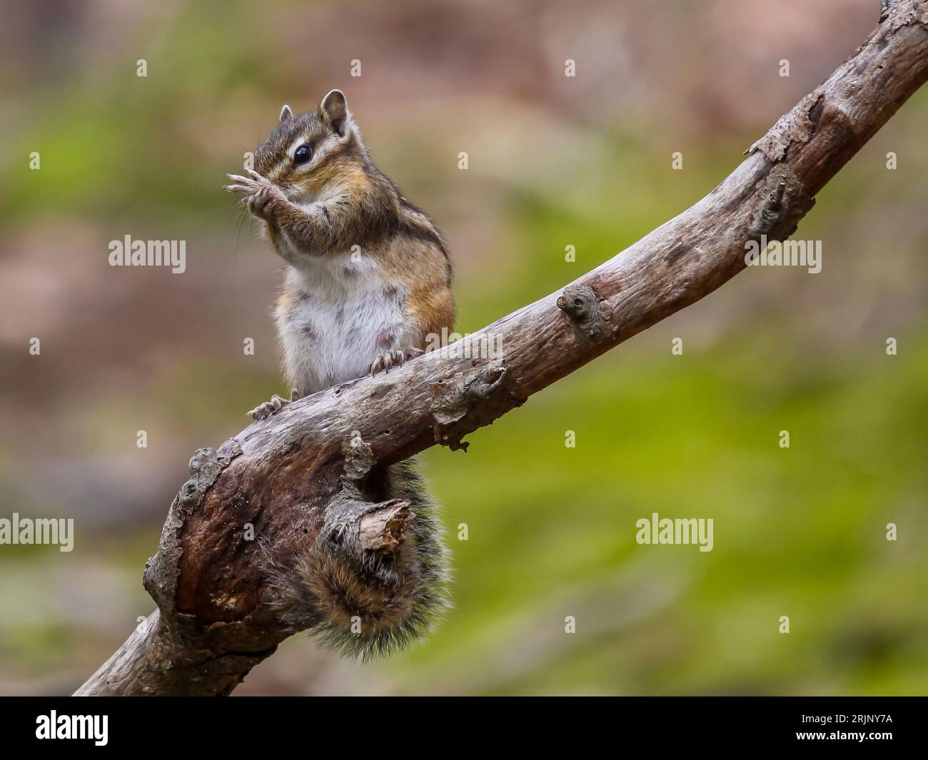 An adorable Siberian chipmunk standing on a tree branch while cleaning ...