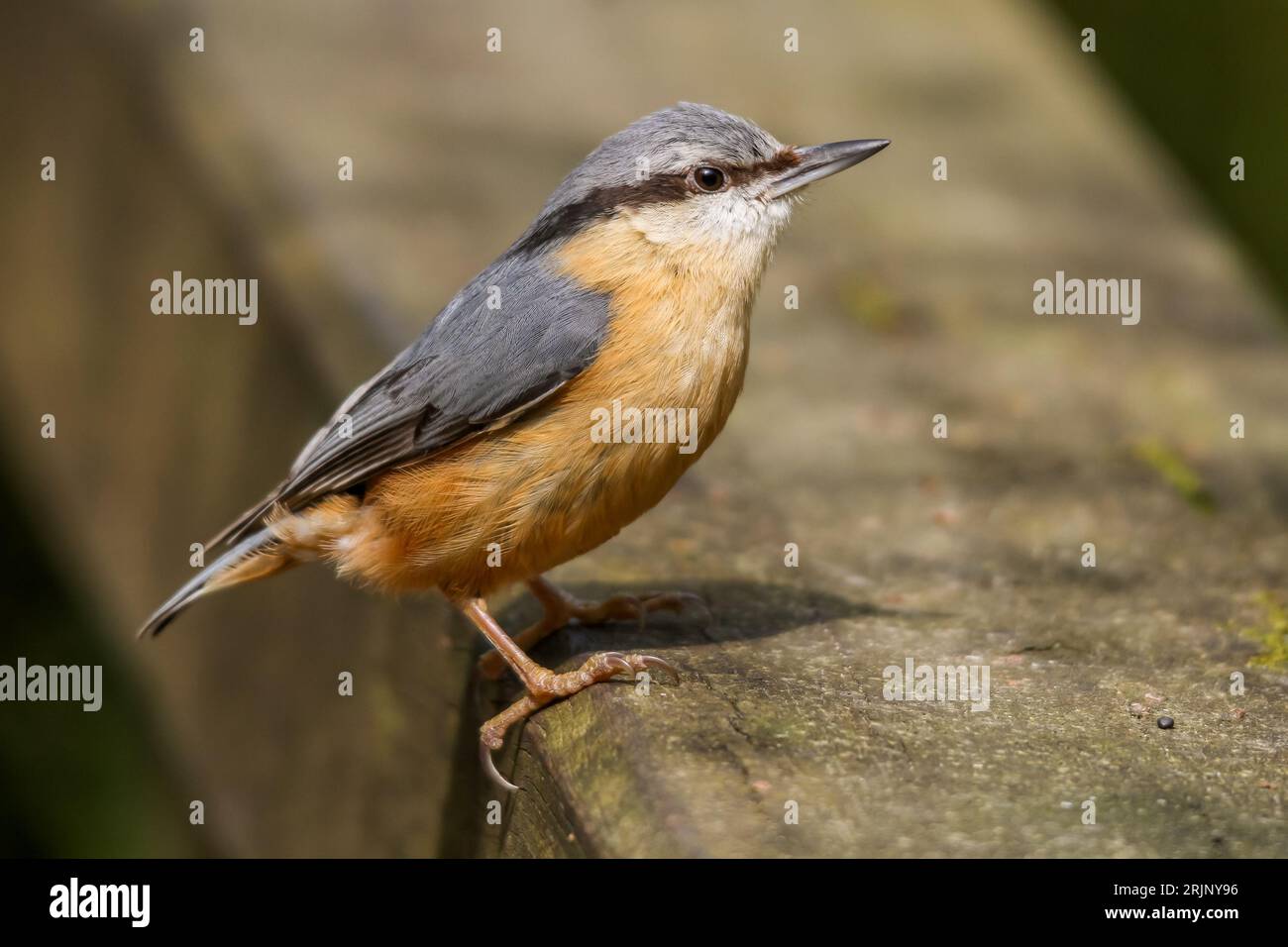 A close-up of an adorable Eurasian nuthatch with light gray and orange ...