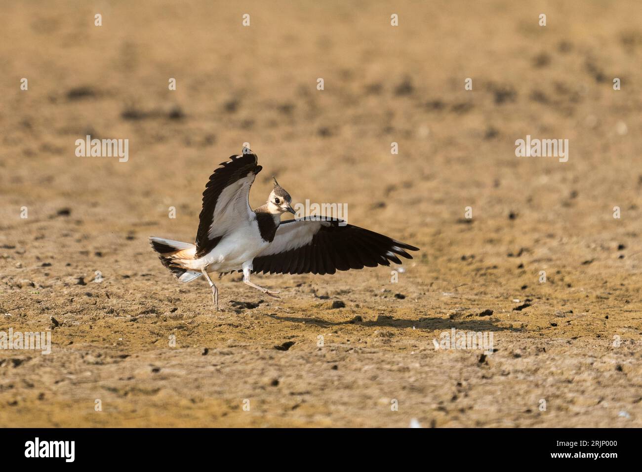 Lapwing flying off hi-res stock photography and images - Alamy