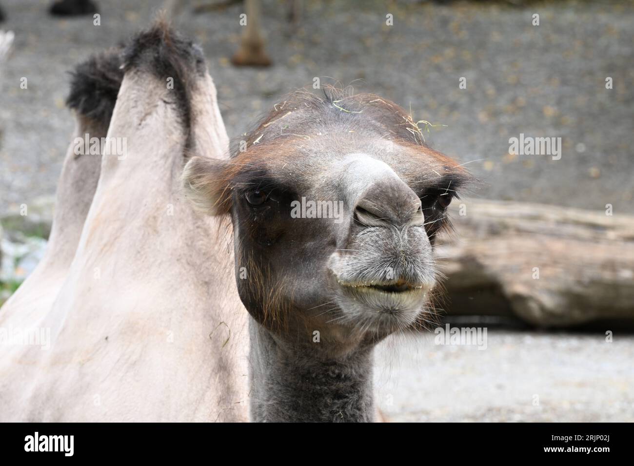 Camel features hi-res stock photography and images - Alamy