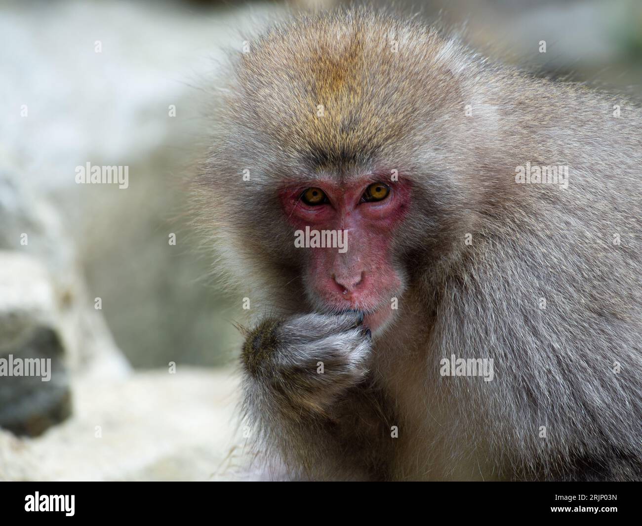 An adorable a macaque in the forest setting Stock Photo - Alamy