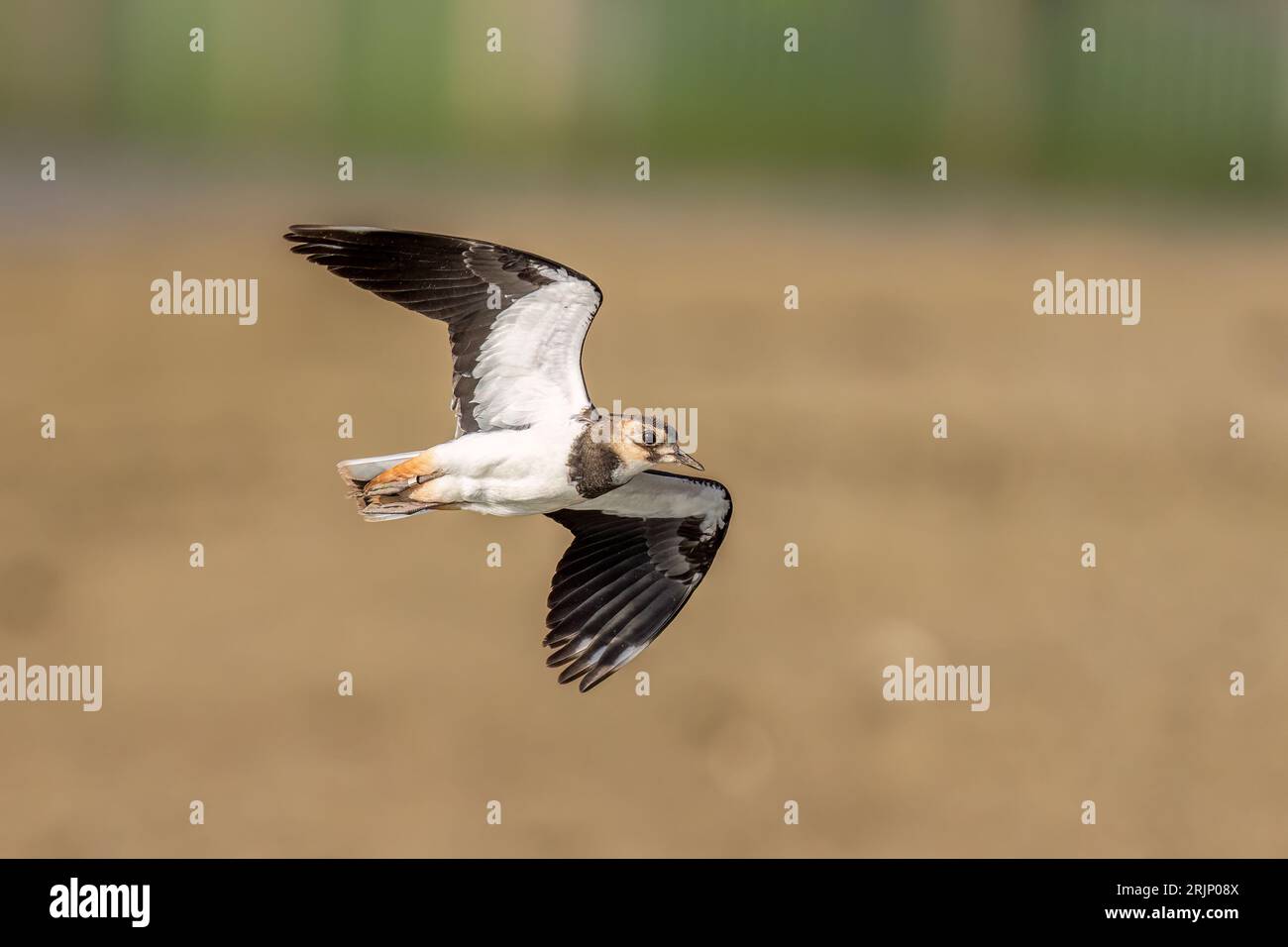 Flying low to ground hi-res stock photography and images - Alamy