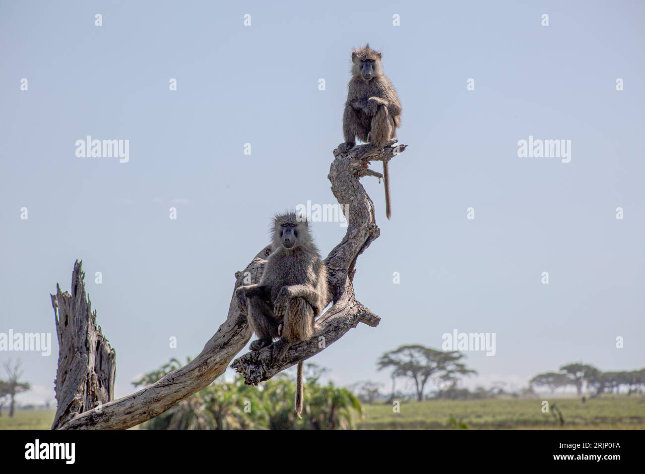 The olive baboons sitting on a dead tree. African wildlife in Kenya and ...