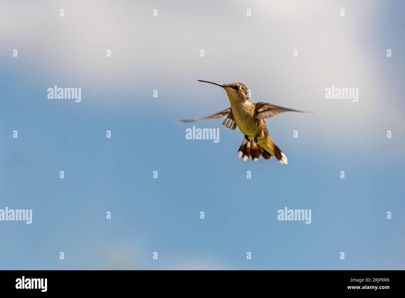 Rainbow hummingbird hi-res stock photography and images - Alamy