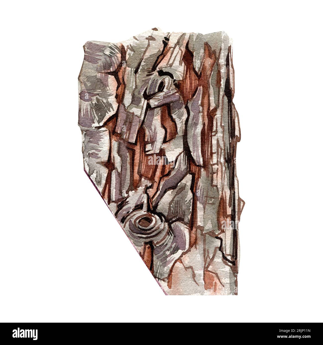 Realistic wooden texture tree bark isolated on white background ...