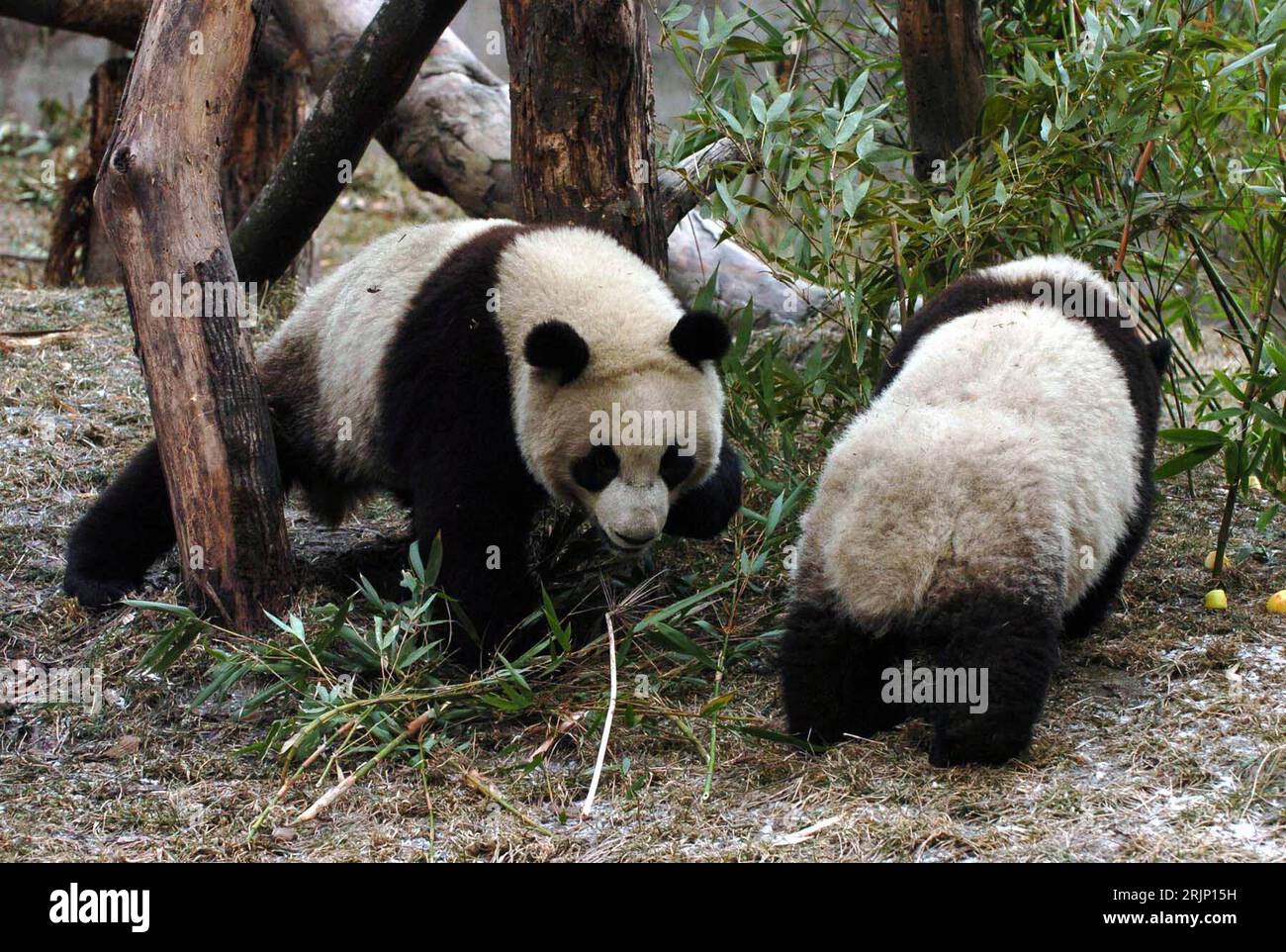 Riesenpandas hi-res stock photography and images - Alamy