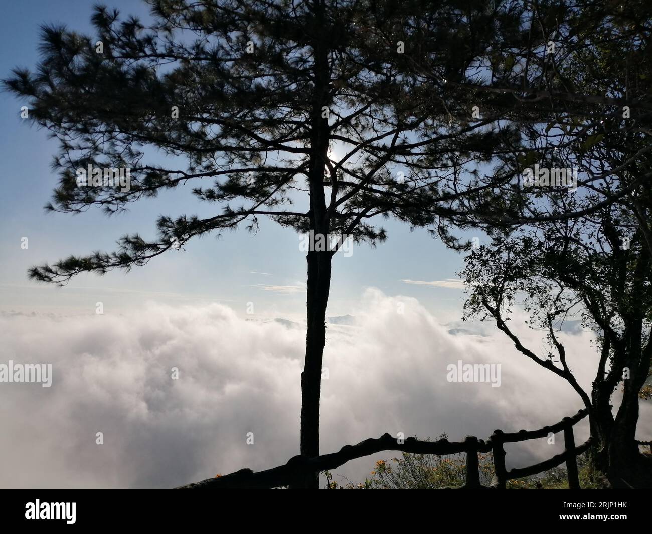An idyllic scene featuring two trees atop a hill with a fence between ...