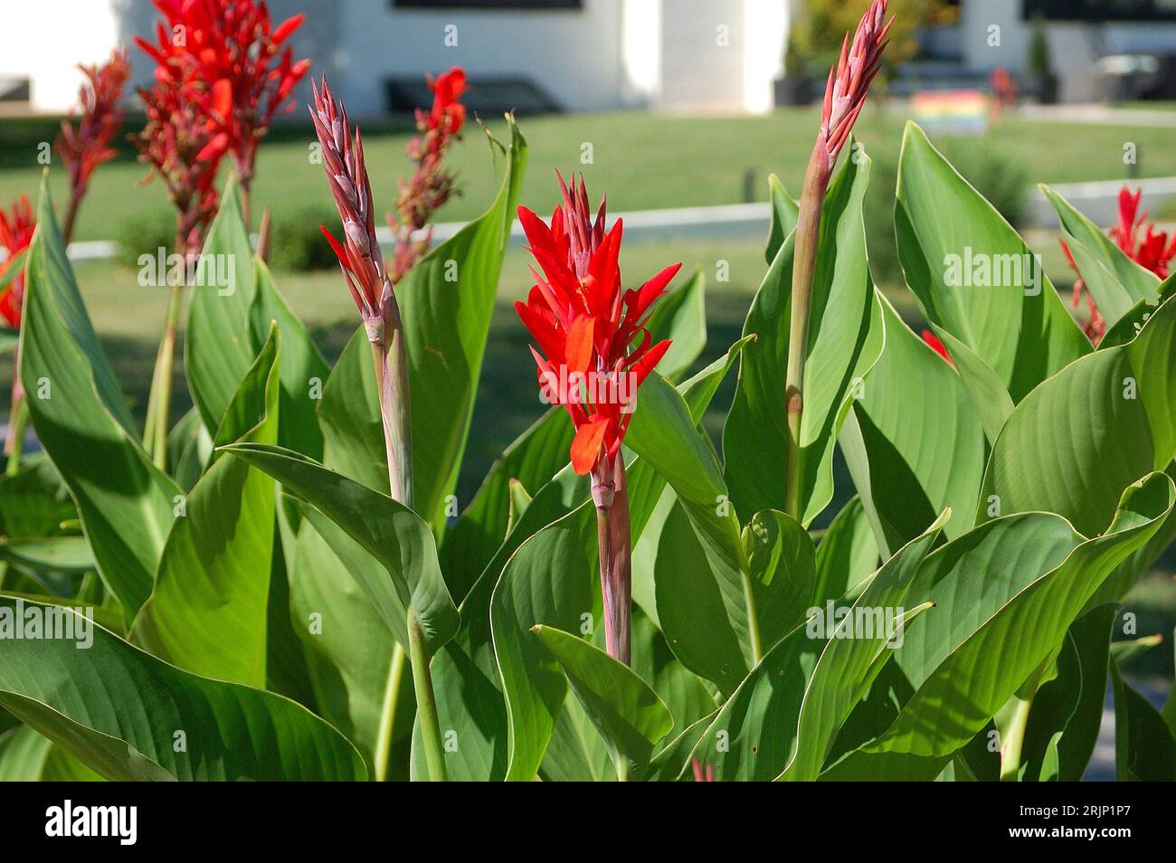 A scenic view featuring vibrant red Kanna flowers in bloom, with lush ...