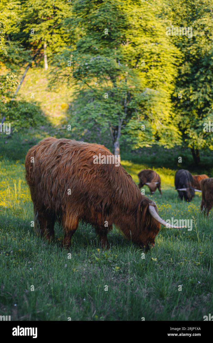 A herd of Highland cattle (Bison) enjoying a meal along the riverside ...