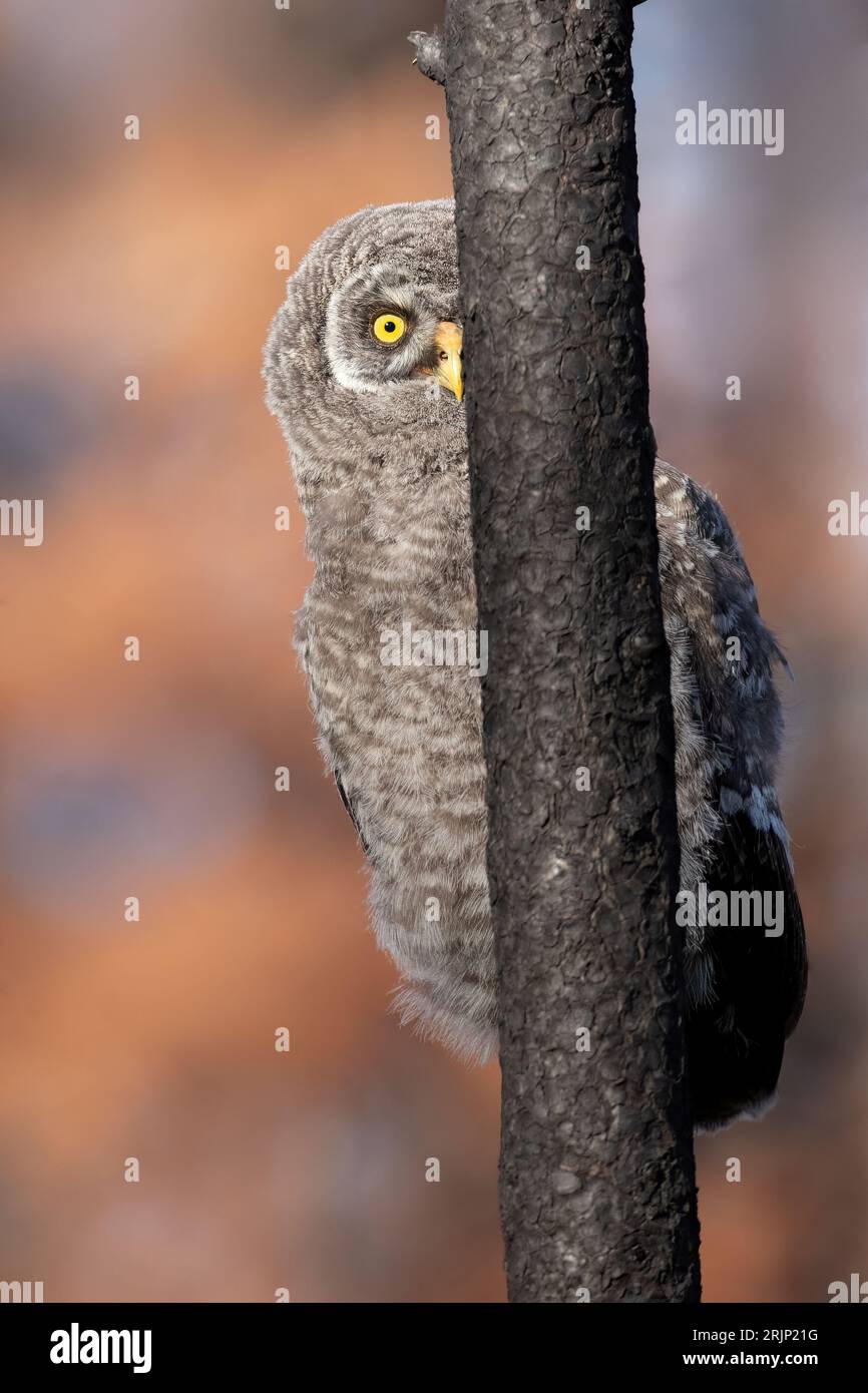 A majestic owl on a tree branch looking out into the distance with its ...