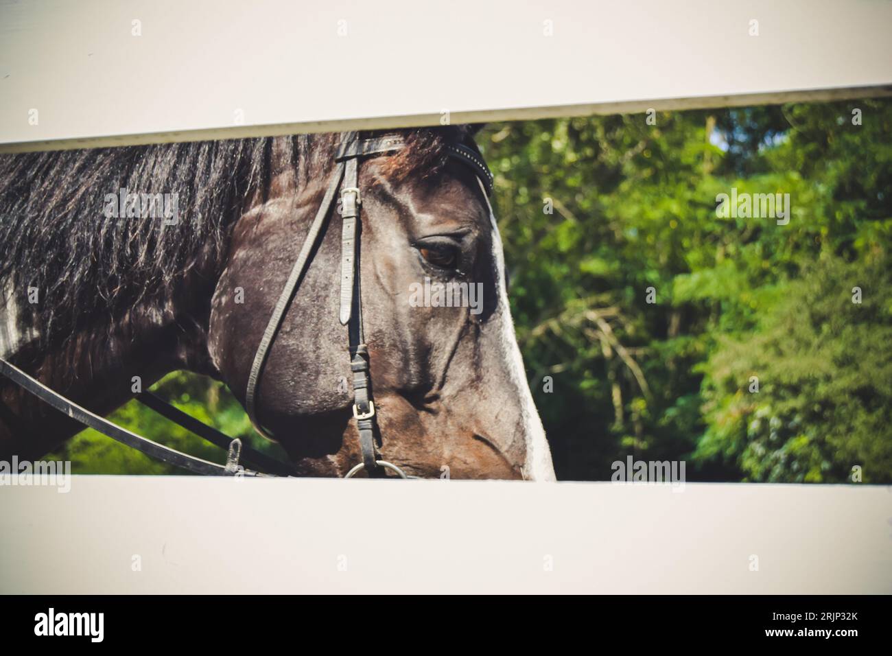 Tired horse hi-res stock photography and images - Alamy