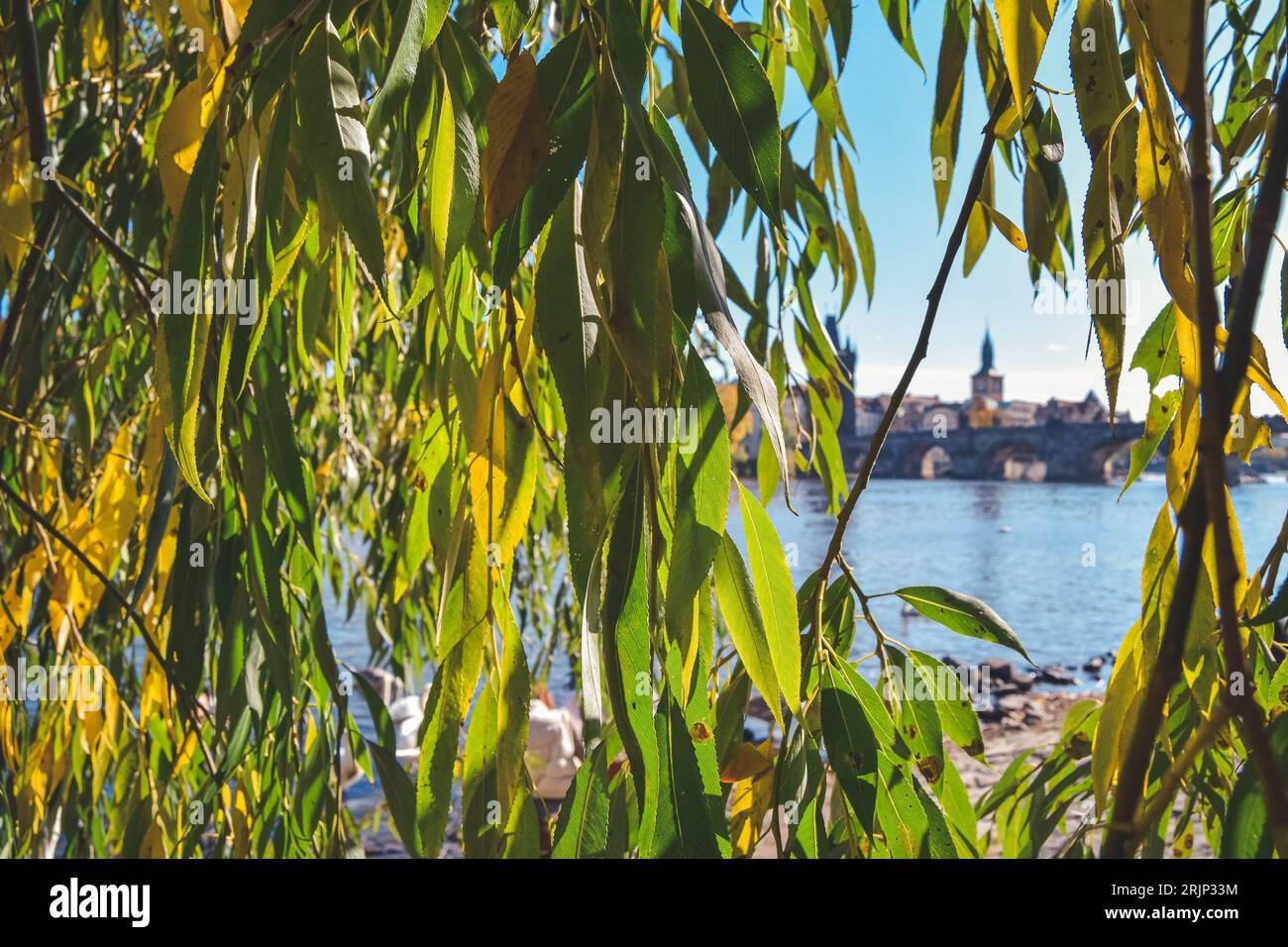 Old bridge behind trees in hi-res stock photography and images - Alamy