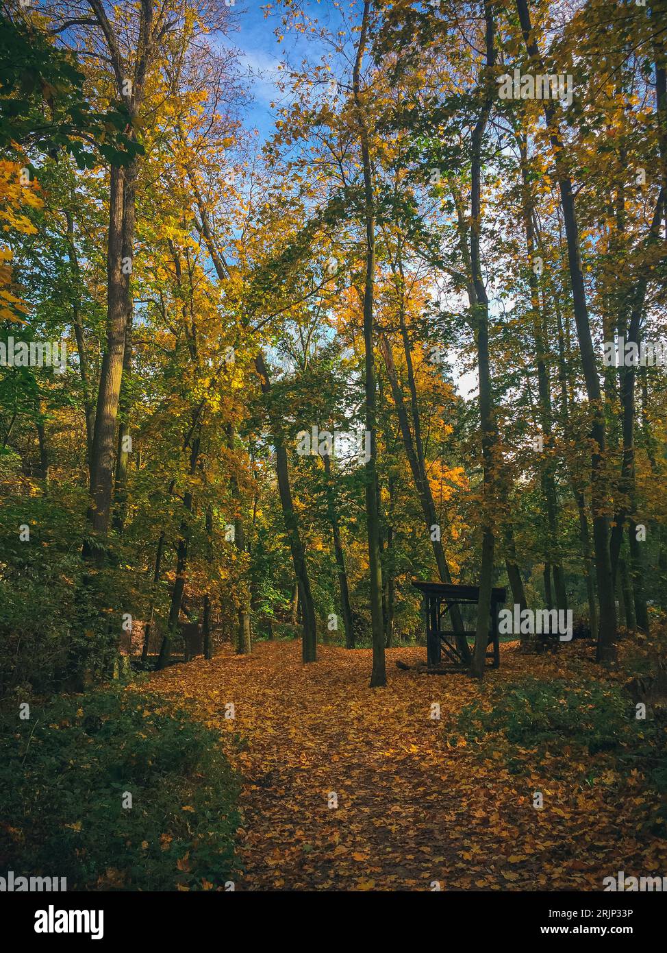 Autumn leaves on trees in forest, Prague, Czech Republic Stock Photo ...