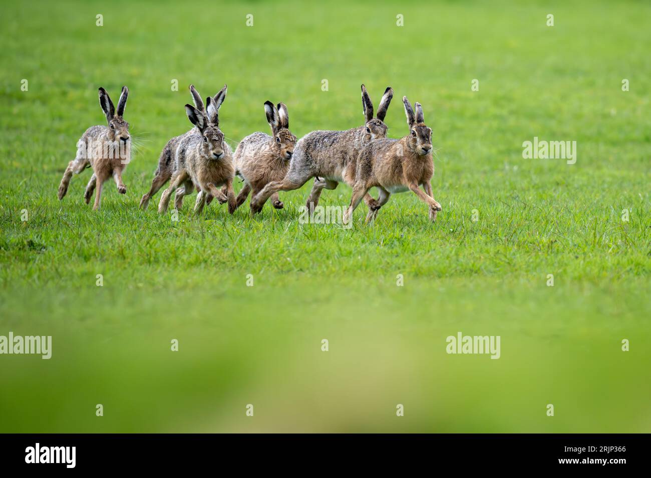 Group of hares hi-res stock photography and images - Alamy