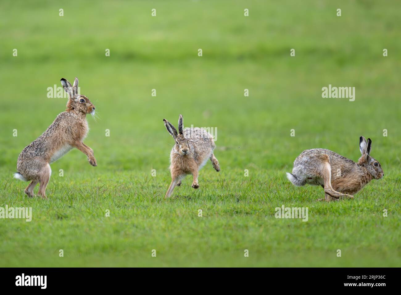 Group of hares hi-res stock photography and images - Alamy