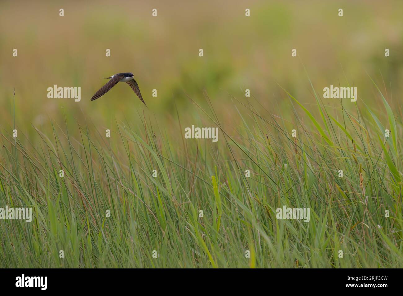 A meadow pipit flying over a field of tall grass Stock Photo - Alamy