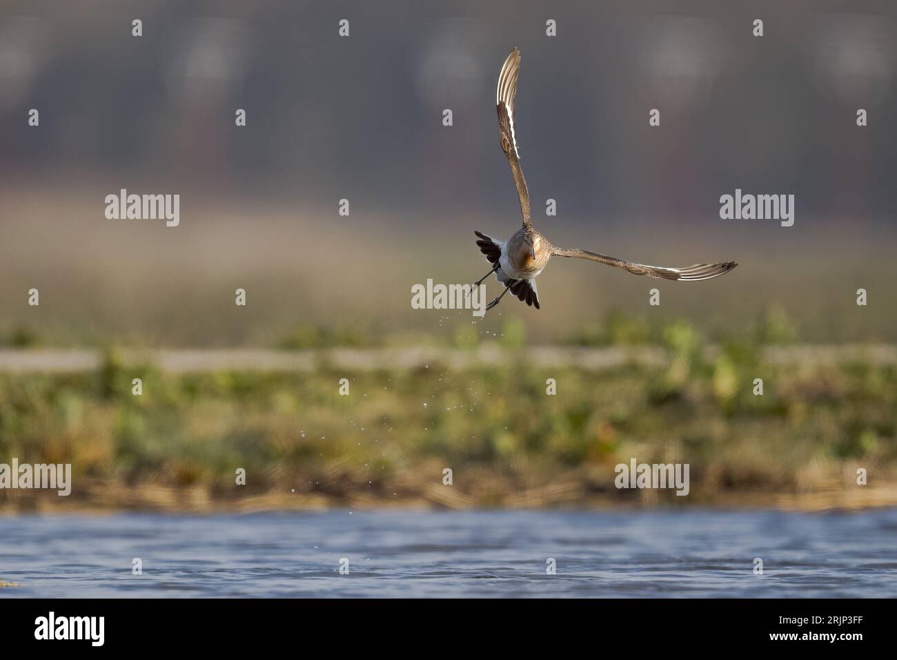 Northern wheatear flying hi-res stock photography and images - Alamy