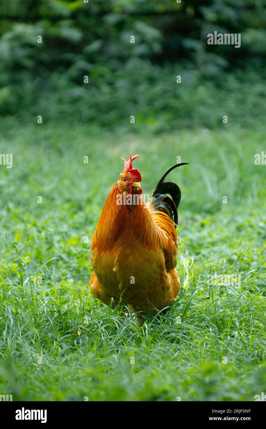 A proud rooster strutting through a lush green landscape dotted with ...