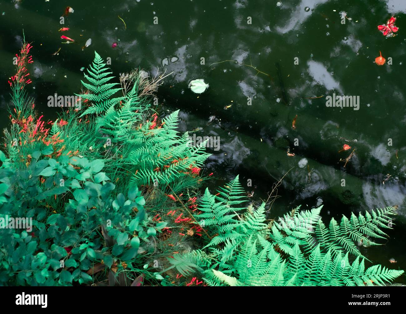 The vibrant green leaves of a fern near a pond surrounded by lush ...