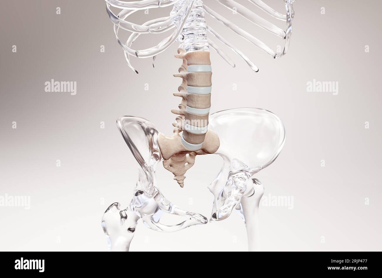 3D Medical Illustration of Lumbar on Glass Human Skeleton Stock Photo ...