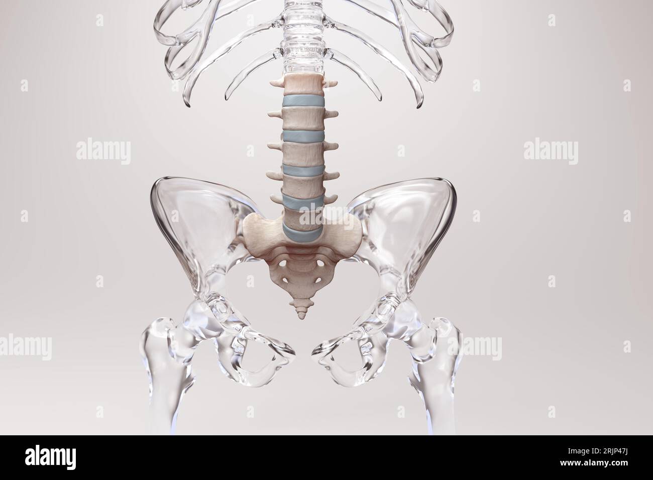 3D Medical Illustration of Lumbar on Glass Human Skeleton Stock Photo ...
