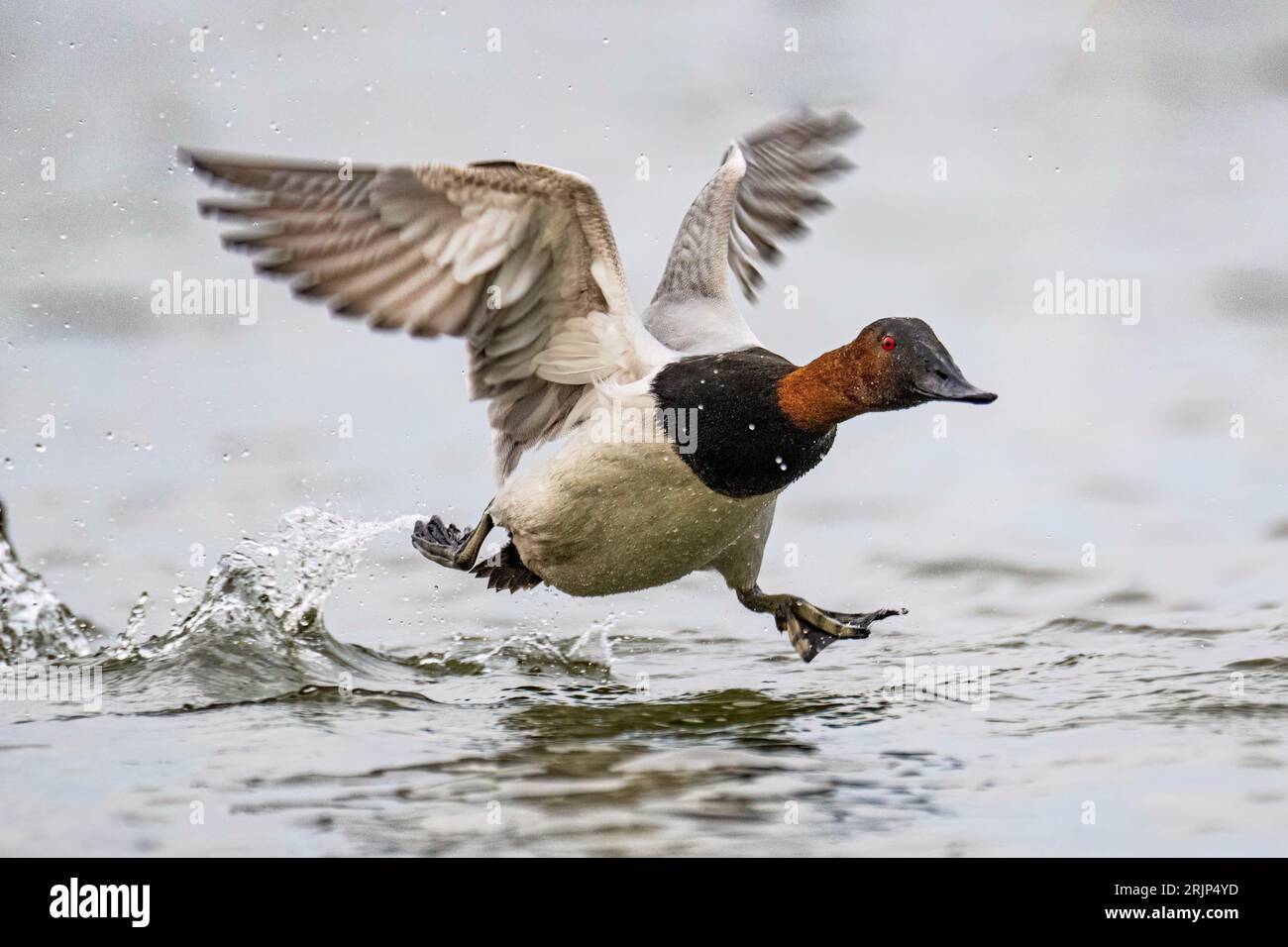 Graceful duck pose hi-res stock photography and images - Alamy