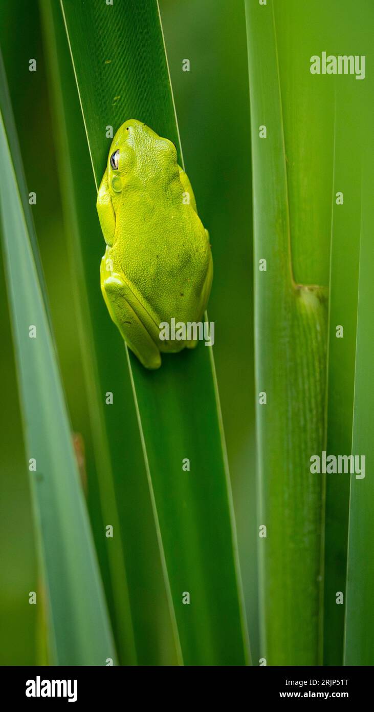 A green frog perched atop a foliage of a lush plant, its slimy skin ...