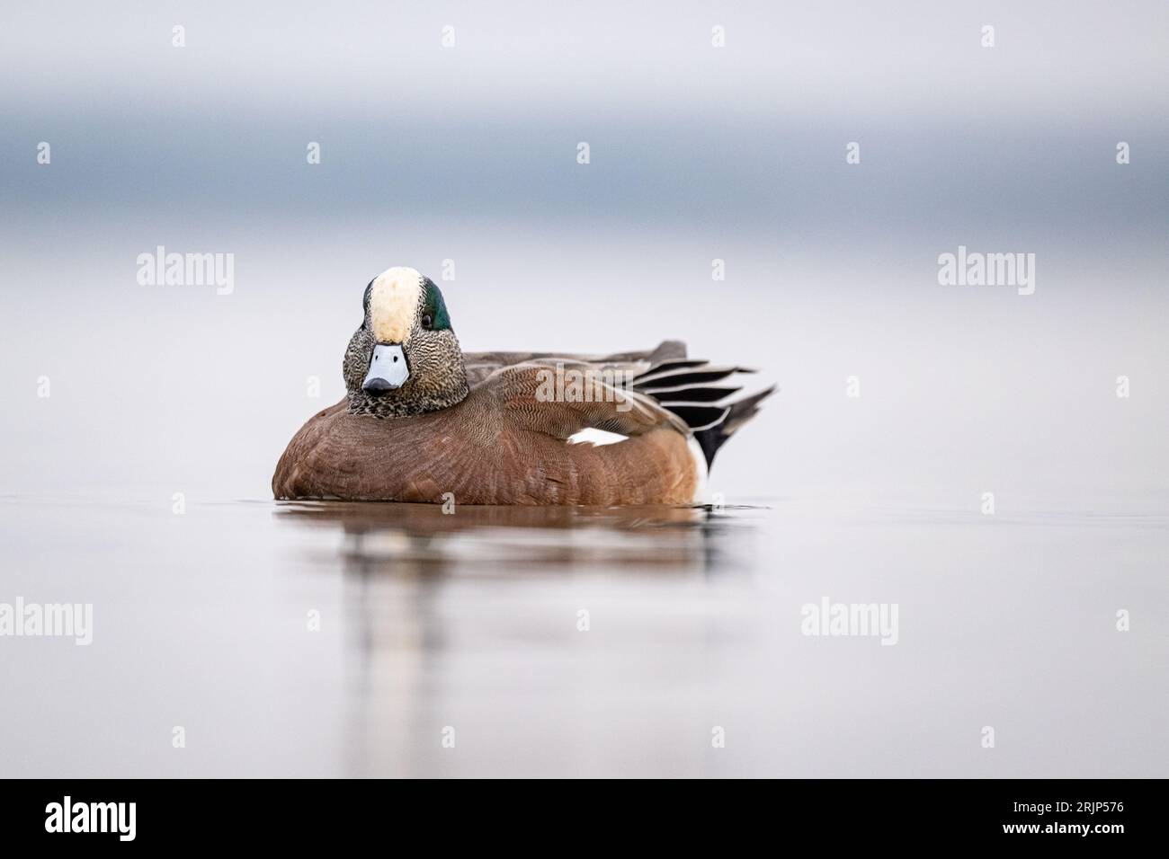 A lone duck gliding gracefully across the tranquil surface of a serene ...