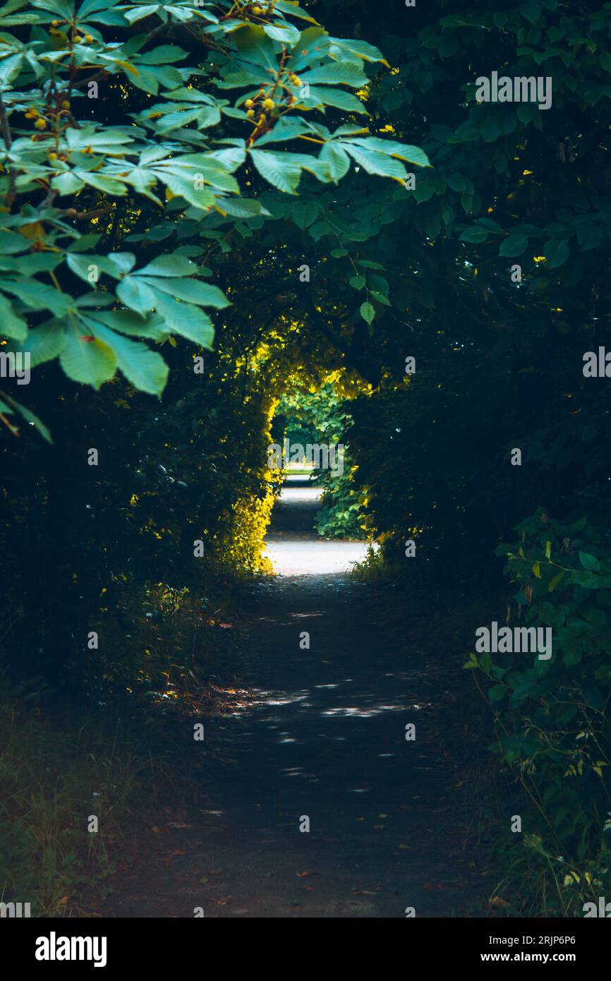 A sunlit pathway visible through a canopy of trees Stock Photo - Alamy