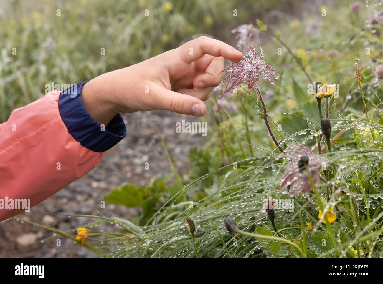 A child's hand gently touches a flower covered with dew droplets on a ...