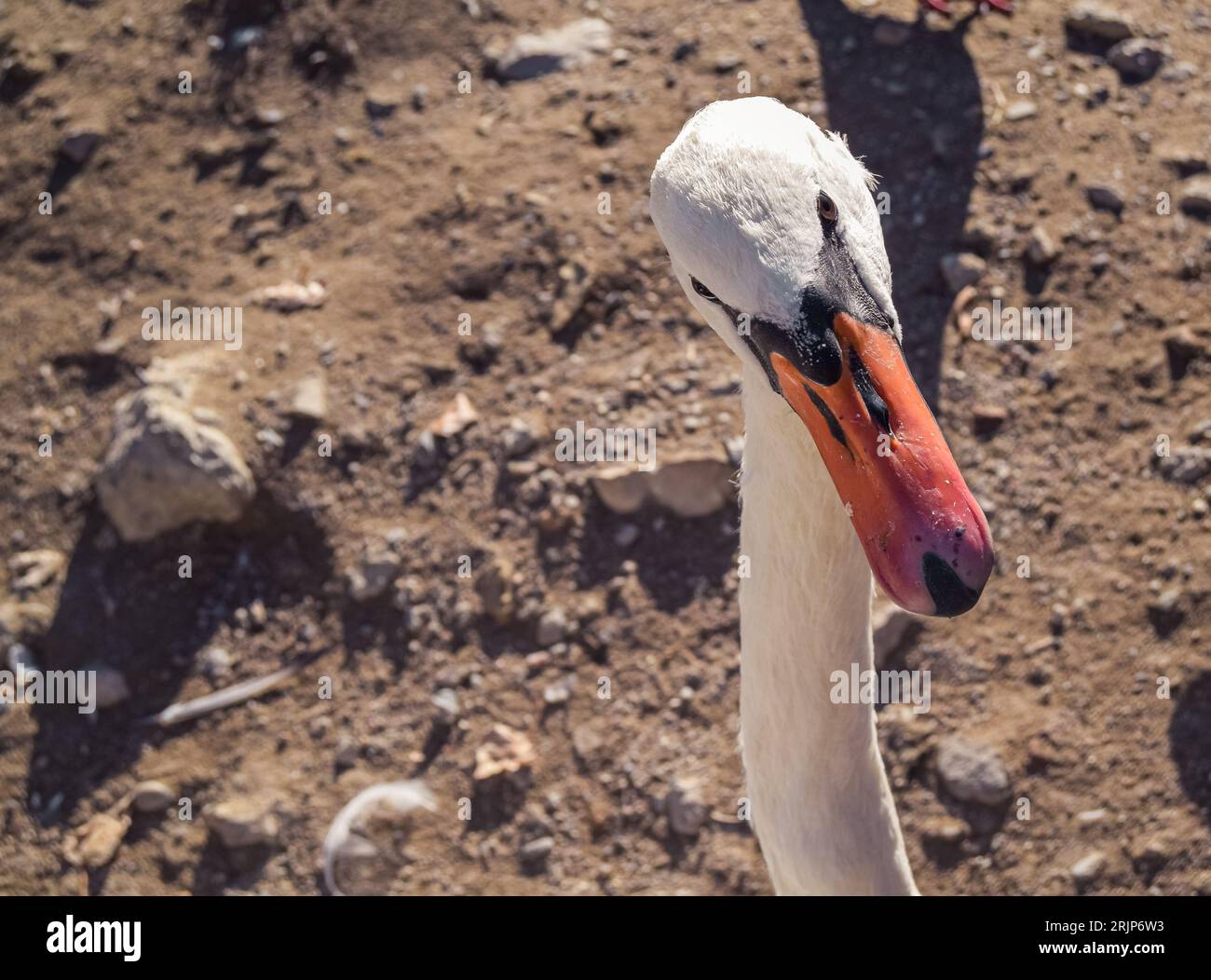 Swan detailed hi-res stock photography and images - Alamy