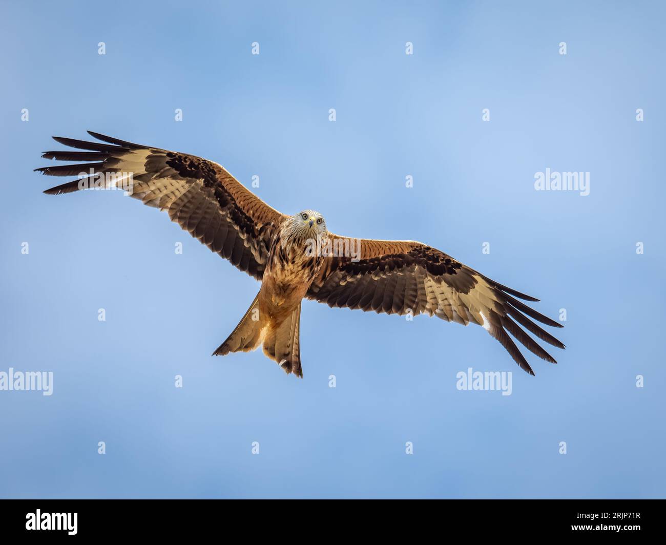 A buzzard soaring against a bright blue sky with white clouds Stock ...