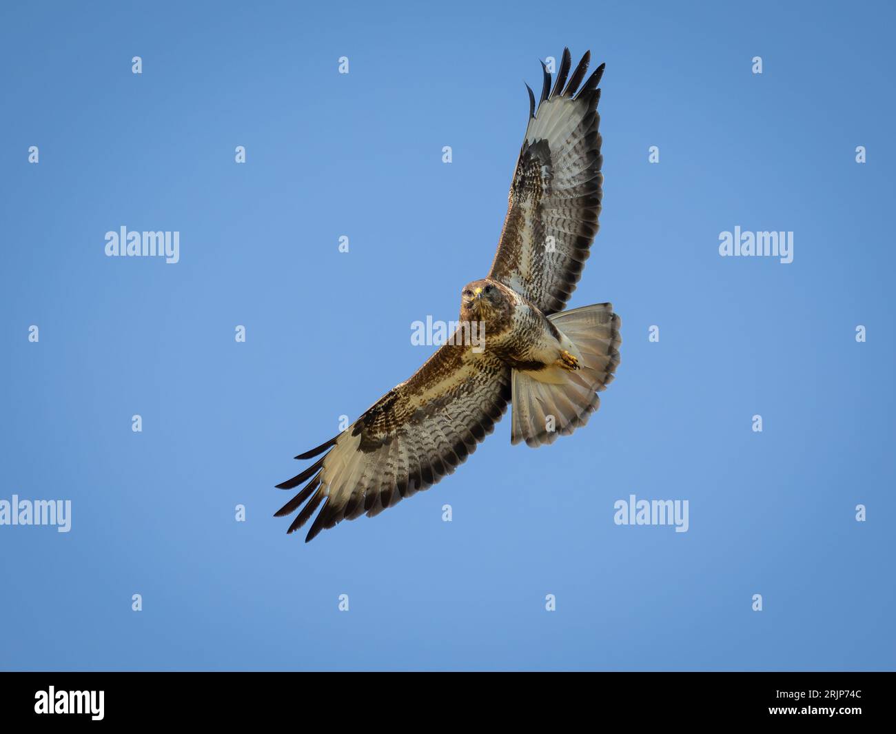 A buzzard soaring against a bright blue sky with white clouds Stock ...