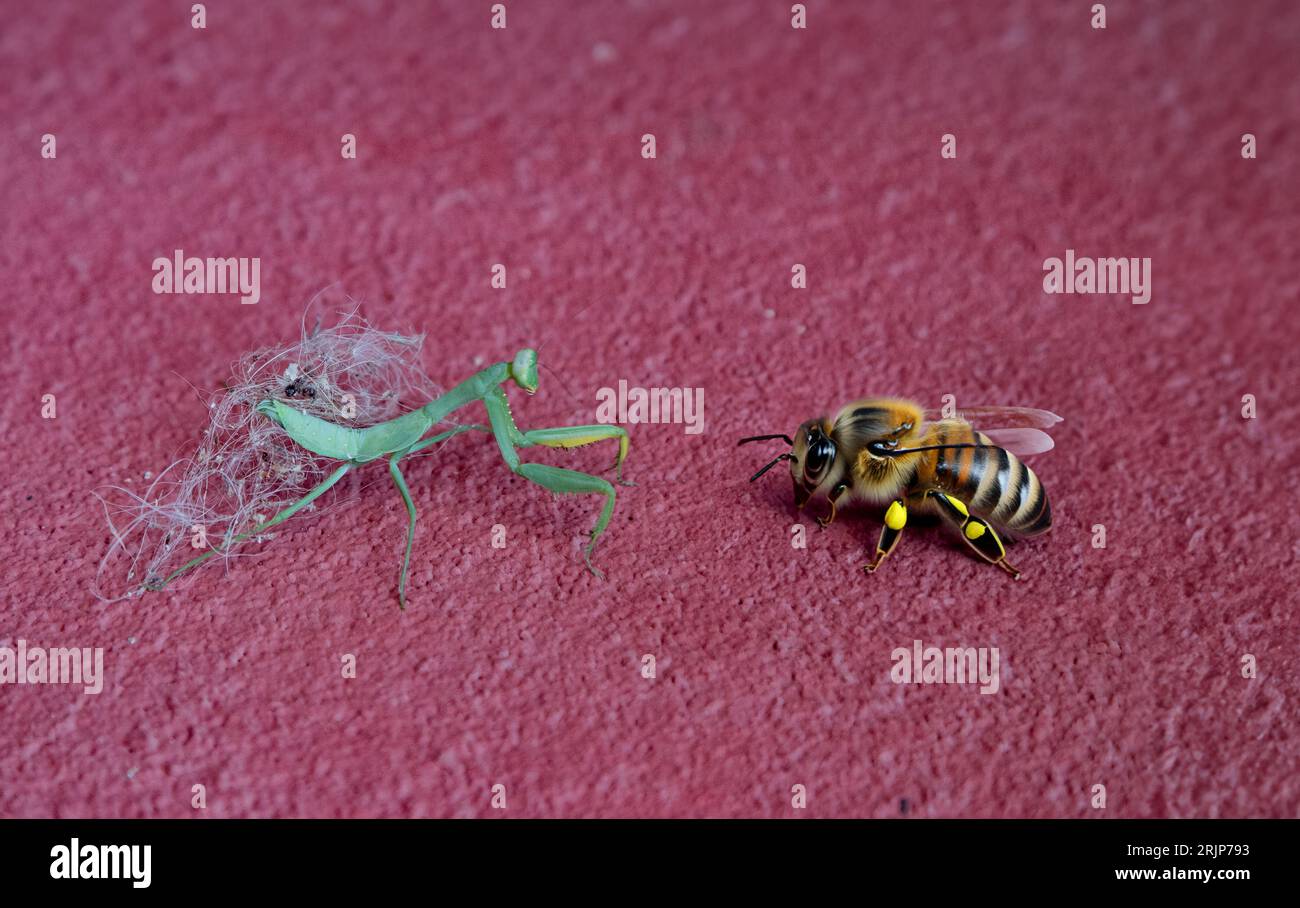 praying mantis fight with bee Stock Photo - Alamy