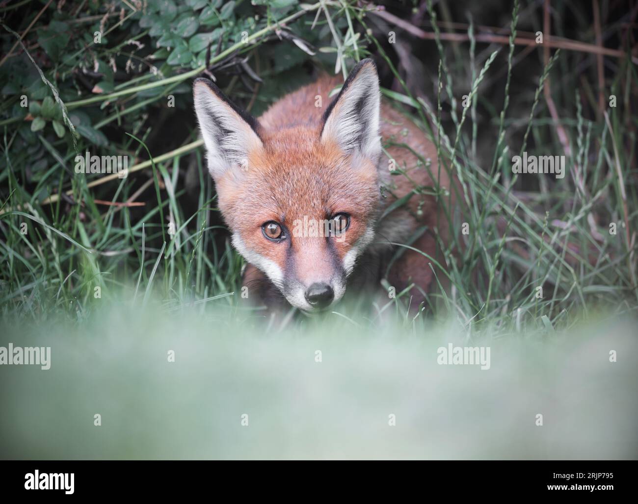 A young wild Red Fox cub (Vulpes vulpes) on edge of undergrowth, Warwickshire Stock Photo - Alamy