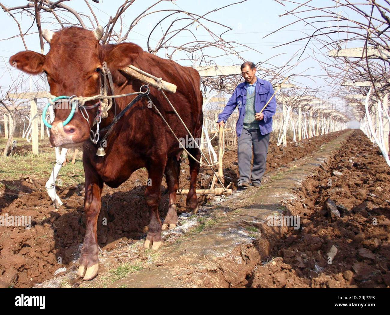 Bauern ochse hi-res stock photography and images - Alamy